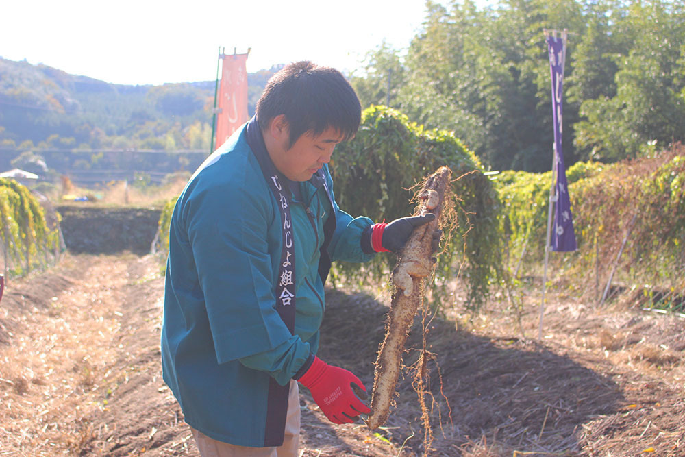 年々貴重な特産品に。南川の自然薯が今年もできました＠大川: さぬき市再発見ラジオ あそびの達人